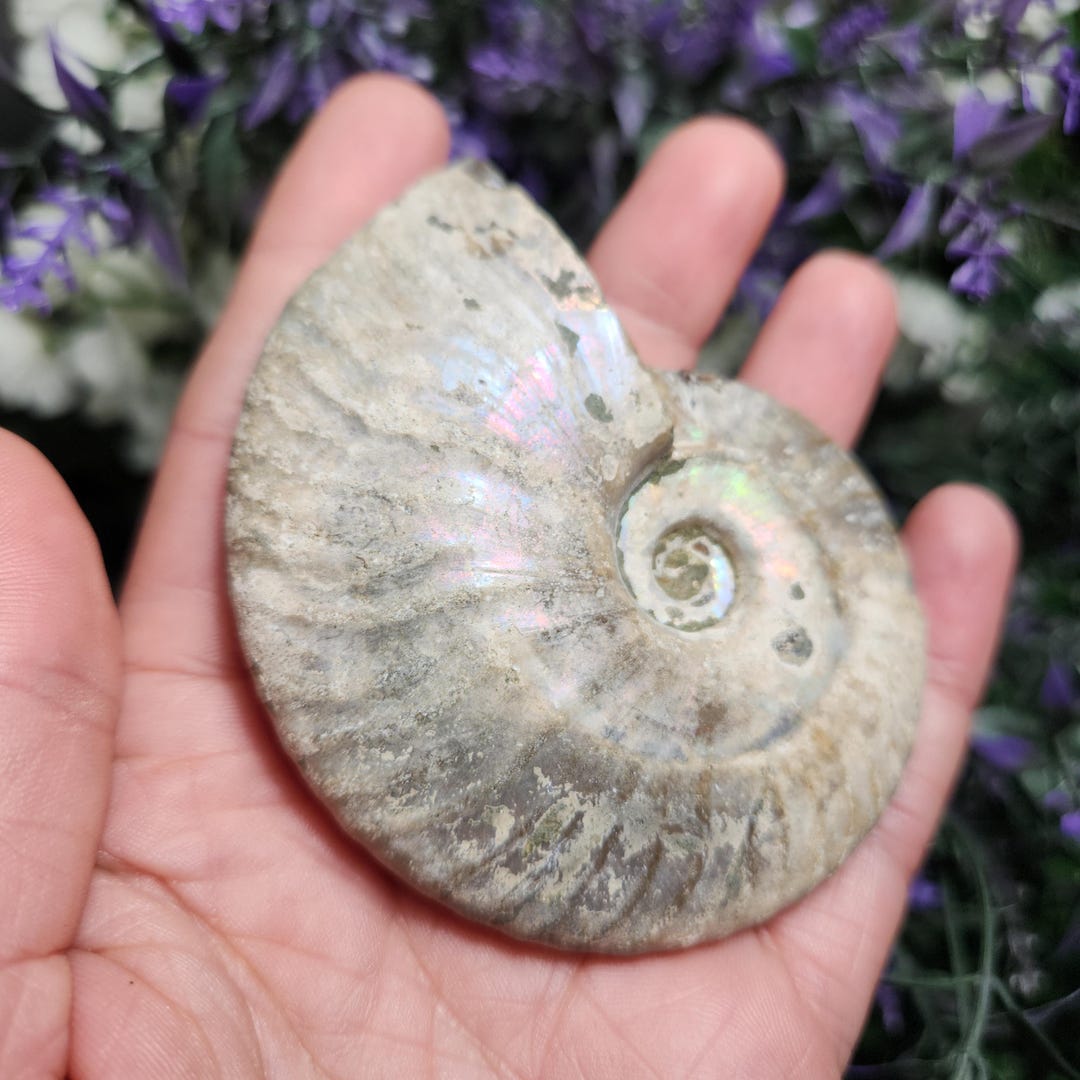 Ammonite Fossil Specimen: Fibonacci Spiral Fossil - Etsy