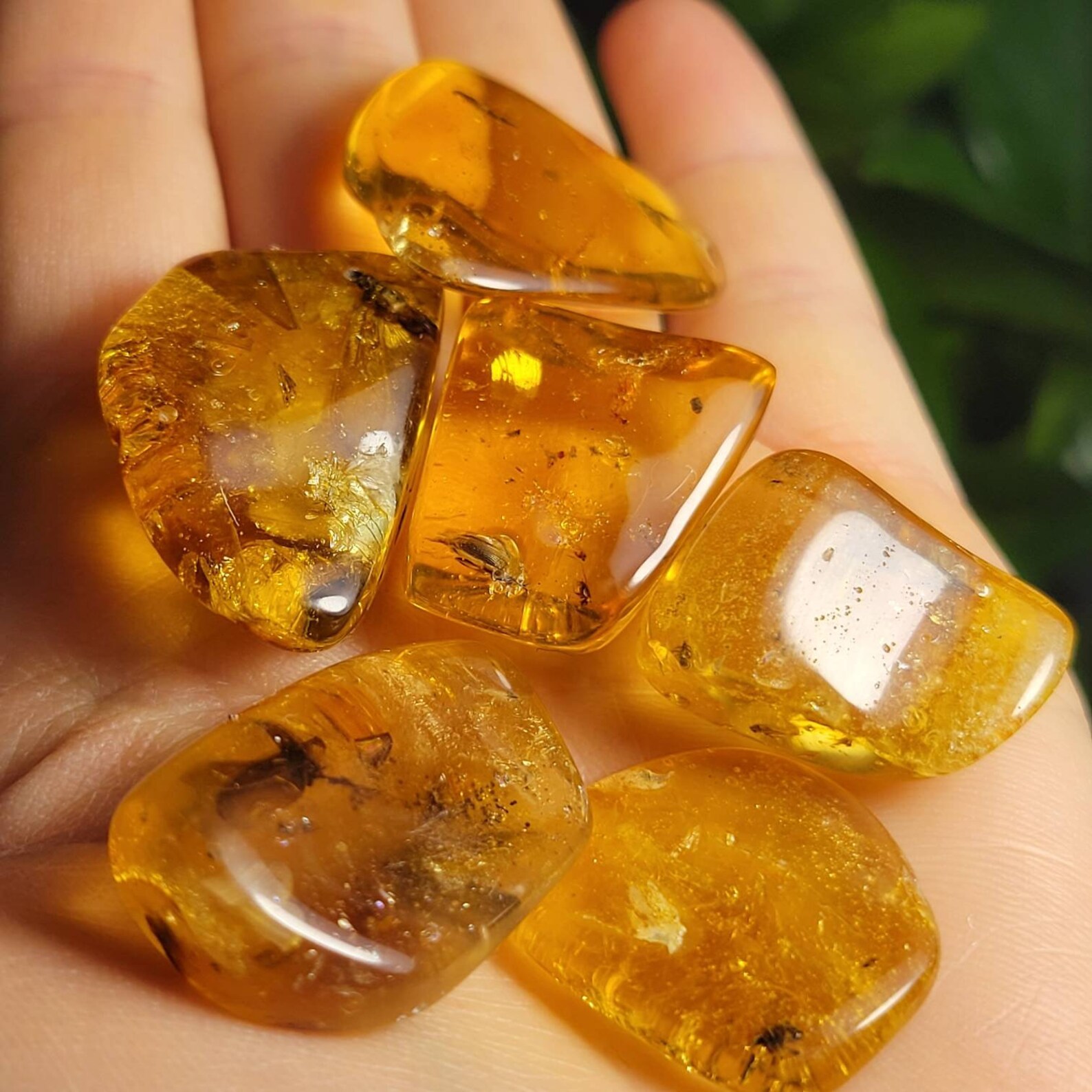 Amber With Bugs / Natural Amber / Amber With Insects / Insect - Etsy
