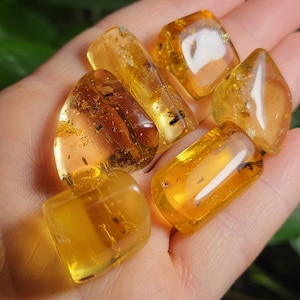 Amber With Bugs - Natural Amber - Amber With Insects - Insect Inclusion ...