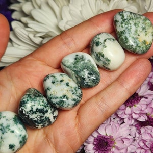Tree Agate Crystal - Tumbled Tree Agate - Tree Agate Stone - Polished Tree Agate - Tumbled ...