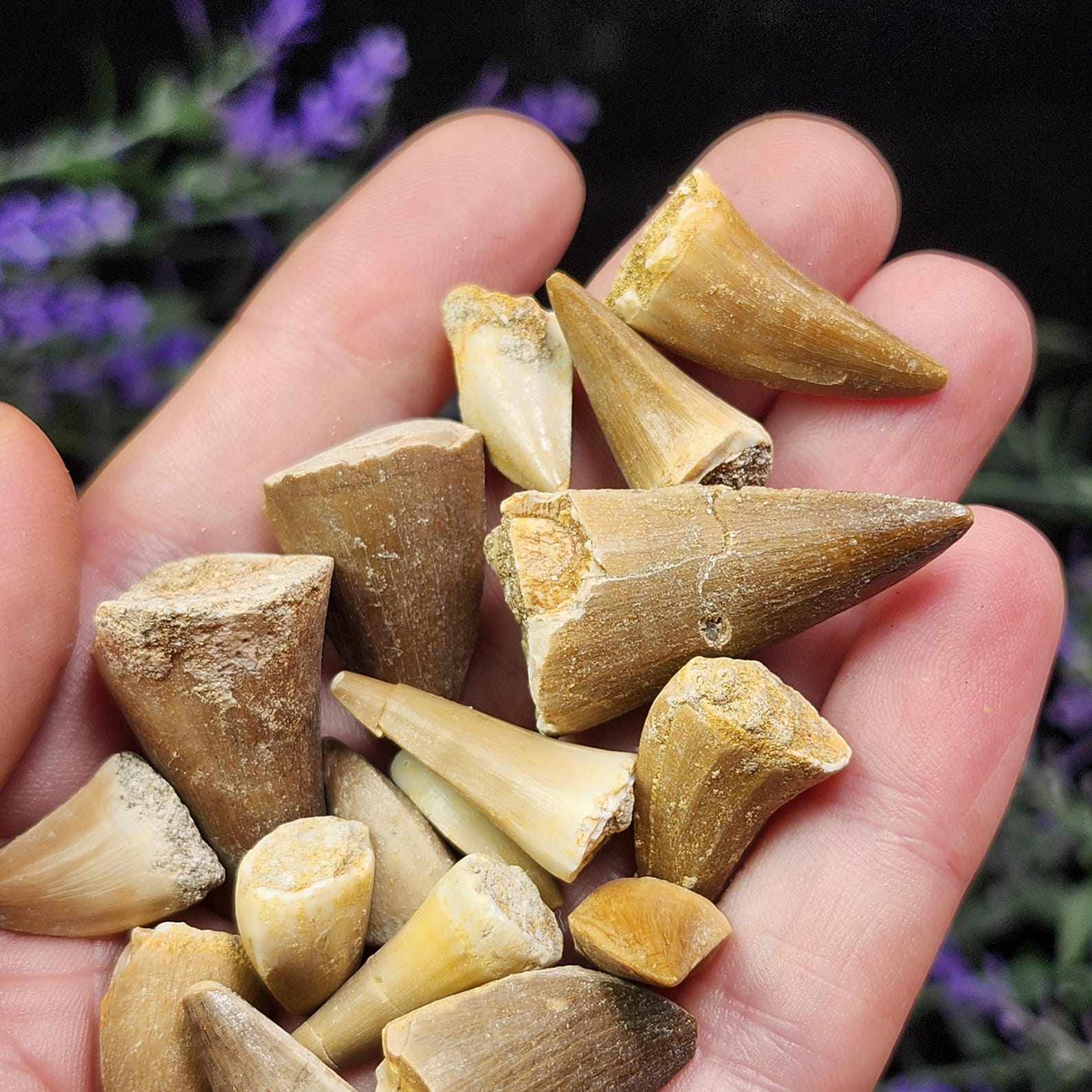 Prehistoric Fossil Tooth: Mososaur Fossilized Teeth, Ancient Reptile ...