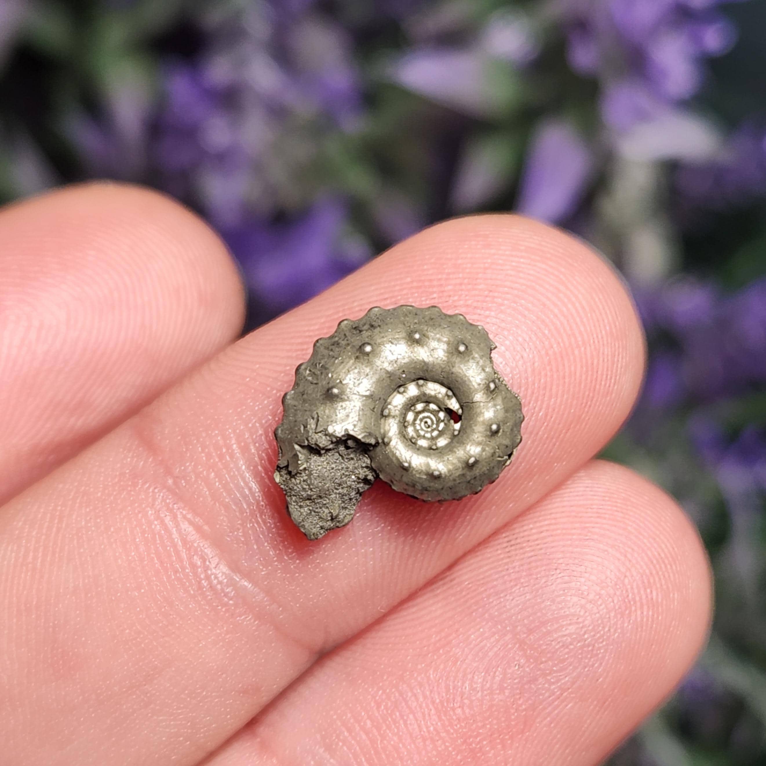 Pyrite Ammonite - Ammonite Fossil - Pyritized Ammonite - Fool's Gold ...