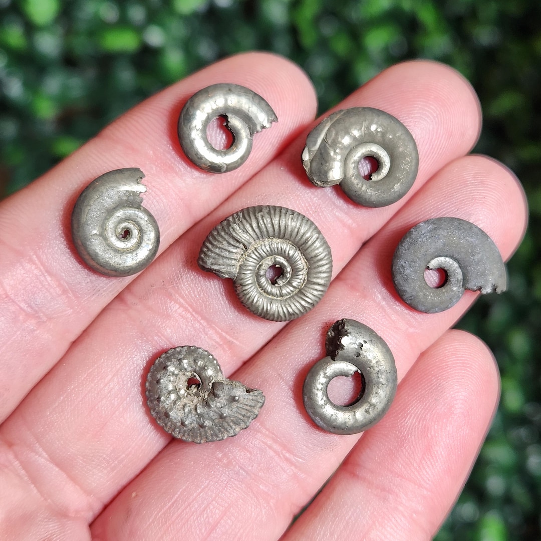 Pyrite Ammonite - Ammonite Fossil - Pyritized Ammonite - Fool's Gold ...