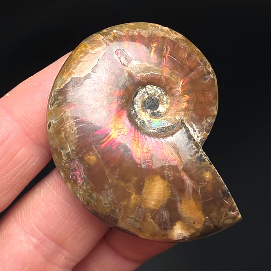 Red Opalized Ammonite Fossil Specimen: Iridescent Fossilized Ammonite ...