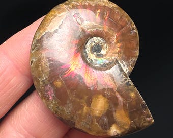 Opalized Ammonite / Fire Ammonite / Ammonite Specimen / Polished ...