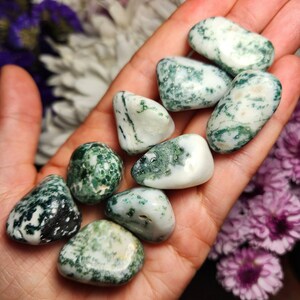 Tree Agate Crystal - Tumbled Tree Agate - Tree Agate Stone - Polished Tree Agate - Tumbled ...