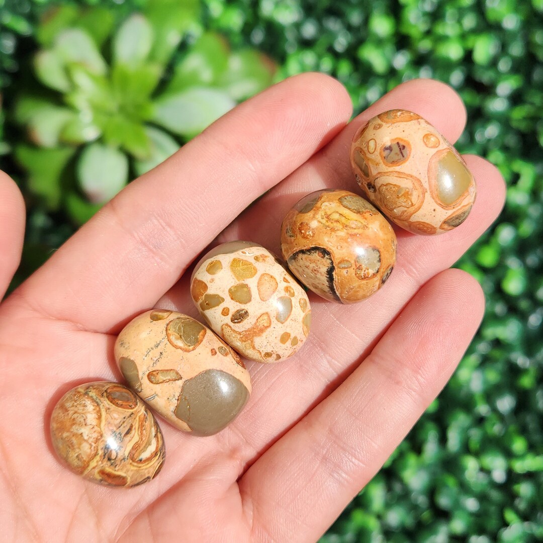 Leopardite Jasper - Leopard Skin Jasper - Leopard Stone - Rhyolite ...