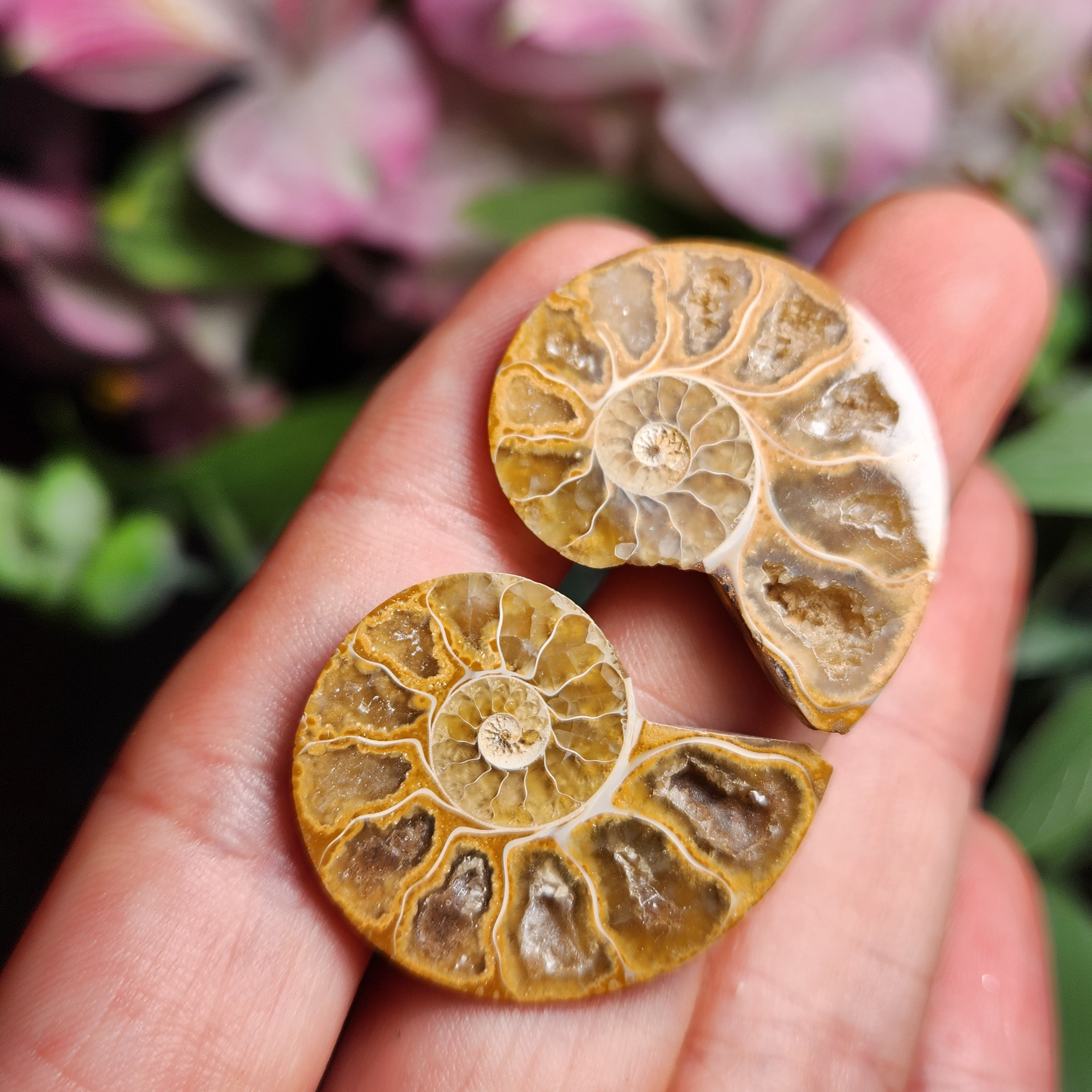Golden Ammonite Fossil Slices: Moroccan Fossil Specimens (1.25") - Etsy