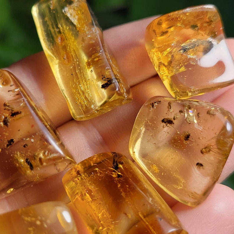 Amber With Bugs / Natural Amber / Amber With Insects / Insect - Etsy