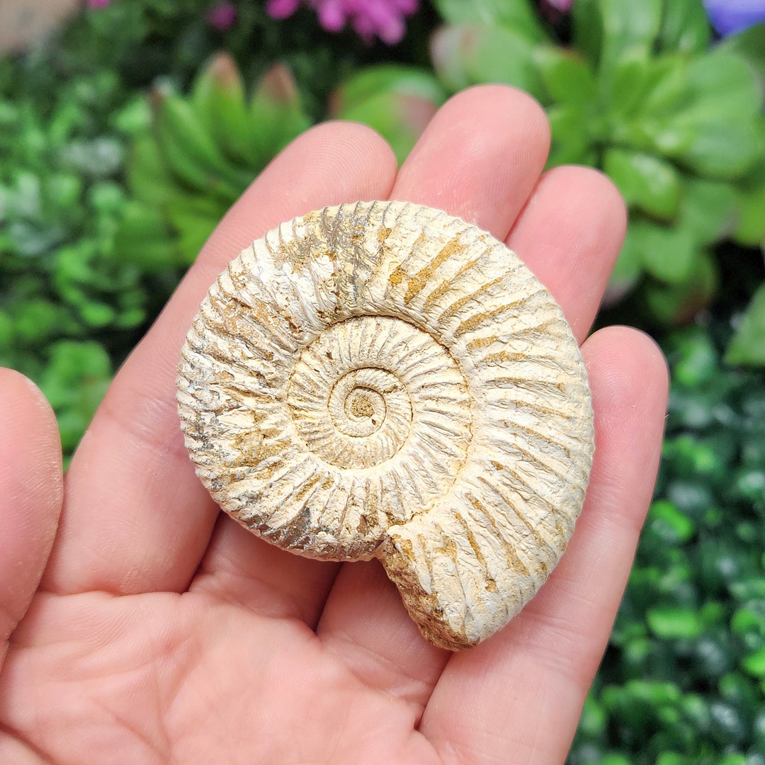 Ammonite Fossil - Fossilized Ammonite - Natural Ammonite - Raw Ammonite ...