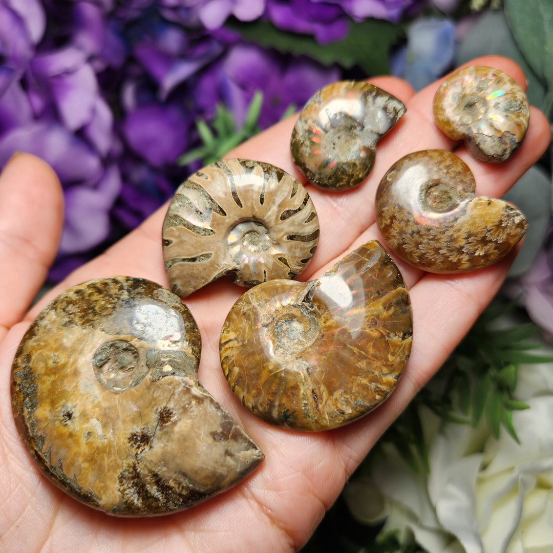 Ammonite Fossil - Ammonite Stone - Natural Ammonite - Ammonite Specimen ...