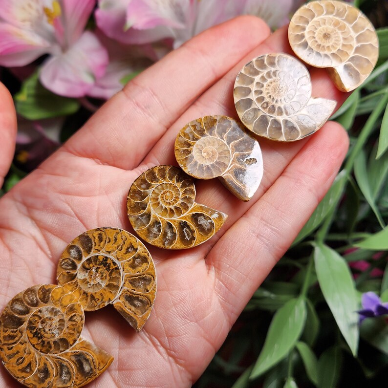 Golden Ammonite Fossil Slices: Moroccan Fossil Specimens (1.25") - Etsy