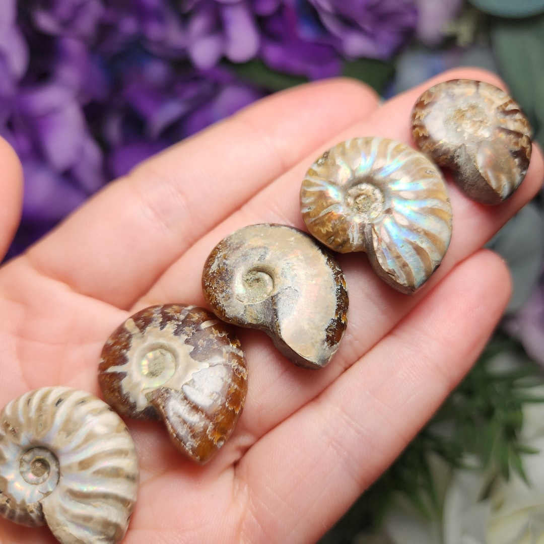 Ammonite Fossil - Ammonite Stone - Natural Ammonite - Ammonite Specimen ...