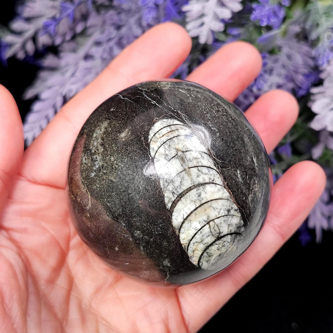 Orthoceras Fossil Sphere, 1.75-2.5" in Diameter - Orthoceras Fossil ...