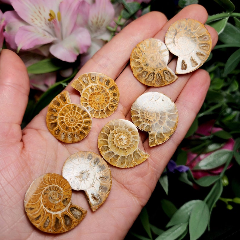 Golden Ammonite Fossil Slices: Moroccan Fossil Specimens (1.25") - Etsy