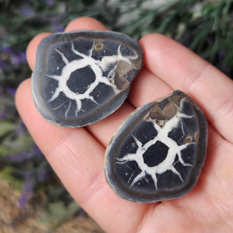 Septarian Nodule Stones - Etsy