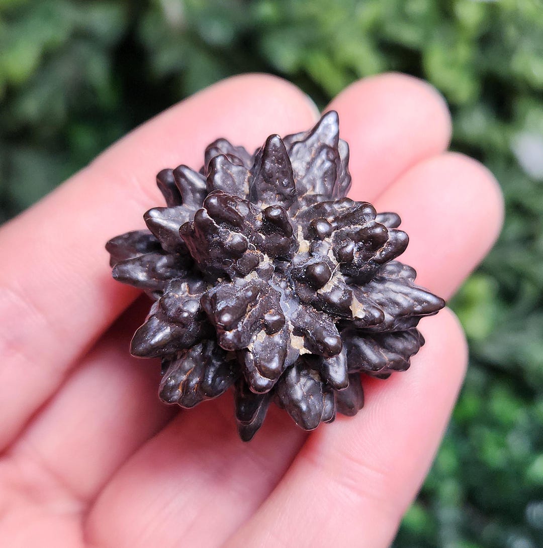 Rare Spikey Prophecy Stone: Hematite Limonite Pseudomorph - Etsy