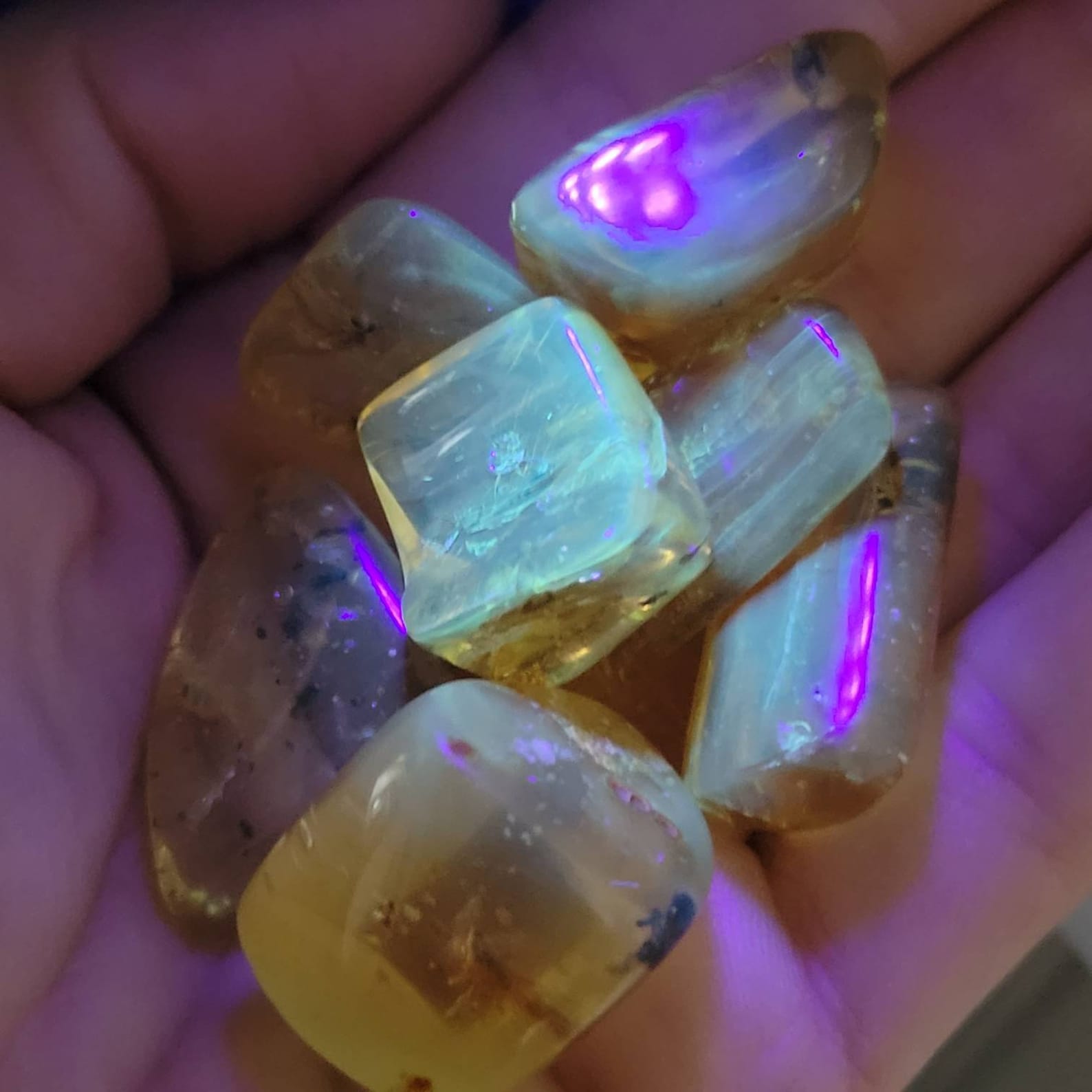 Amber With Bugs / Natural Amber / Amber With Insects / Insect - Etsy