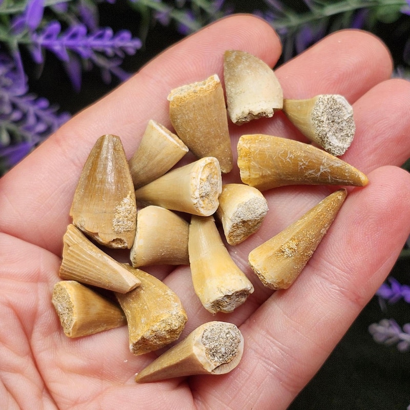 Fossil Teeth - Etsy
