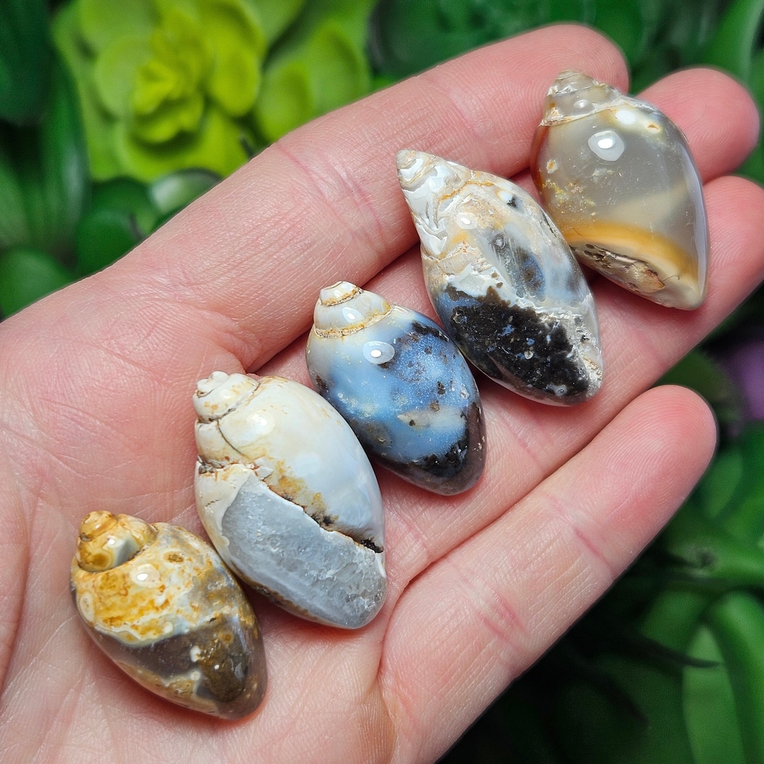 Spiralite Fossil Shell - Crystal Seashell - Agatized Shell - Agate ...