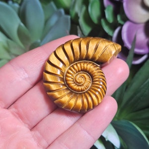 Tiger's Eye Nautilus Carving - Ammonite Fossil - Gemstone Carving ...