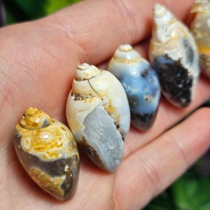 Spiralite Agatized Fossil Seashell: Chalcedony Crystal Shell - Etsy