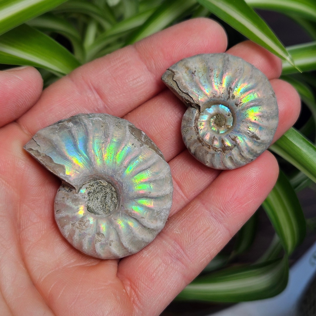 Opalized Ammonite / Fire Ammonite / Ammonite Specimen / Polished ...