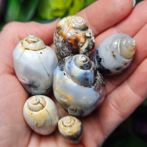Agatized Spiralite Seashell: Fossilized Chalcedony Crystal Shell - Etsy