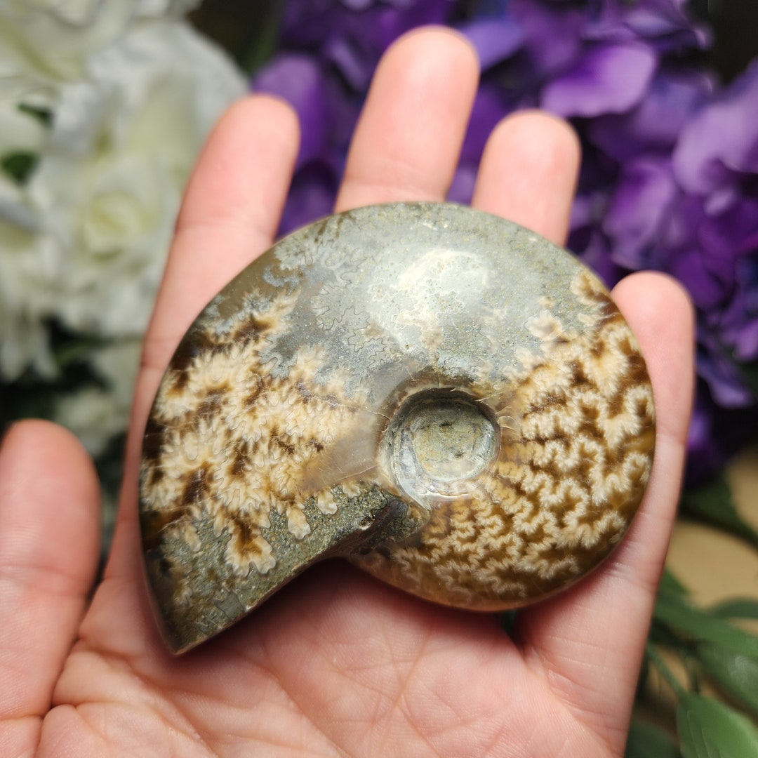 Ammonite Fossil / Ammonite Stone / Natural Ammonite / Ammonite Specimen ...