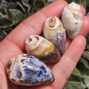 Spiralite Agatized Fossil Seashell: Chalcedony Crystal Shell - Etsy
