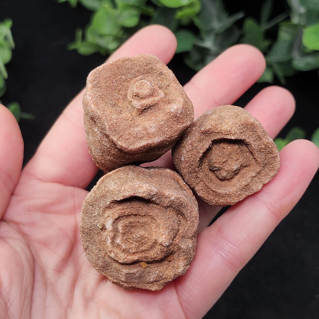 Moroccan Sand Concretion - Stromatolite Fossil - Sandstone Specimen ...