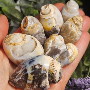 Agatized Spiralite Seashell: Fossilized Chalcedony Crystal Shell - Etsy