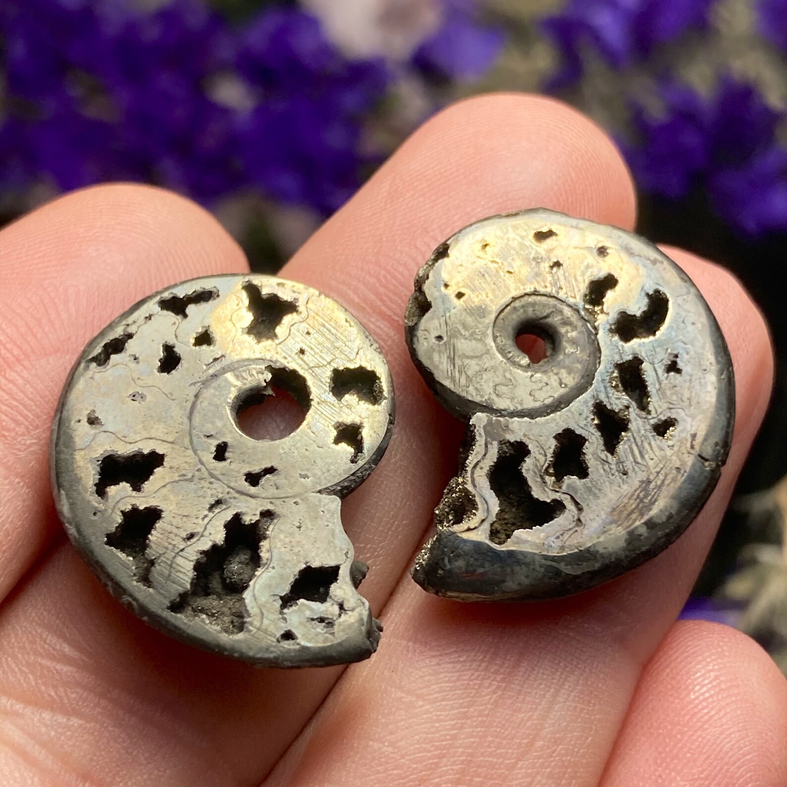 Pyrite Ammonite / Ammonite Fossil / Pyritized Ammonite / - Etsy