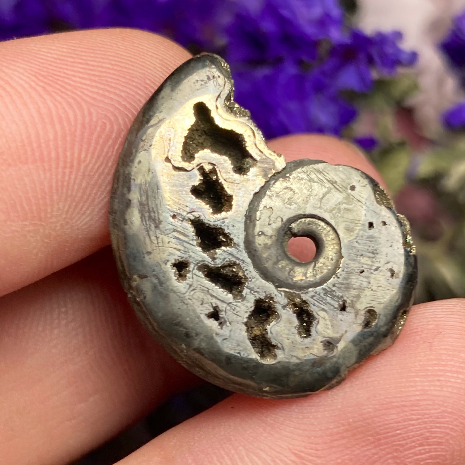 Pyrite Ammonite / Ammonite Fossil / Pyritized Ammonite / - Etsy