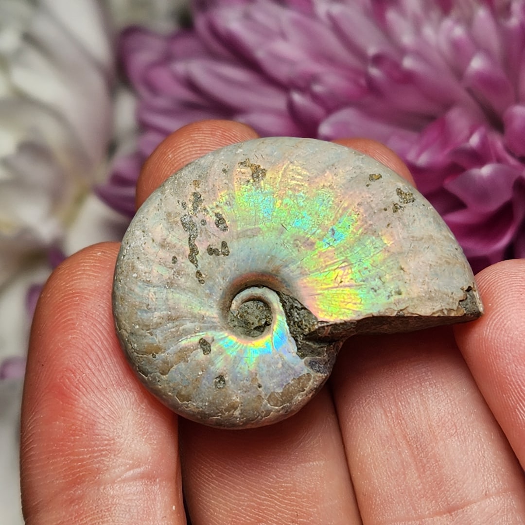 Opalized Ammonite / Fire Ammonite / Ammonite Specimen / Polished ...