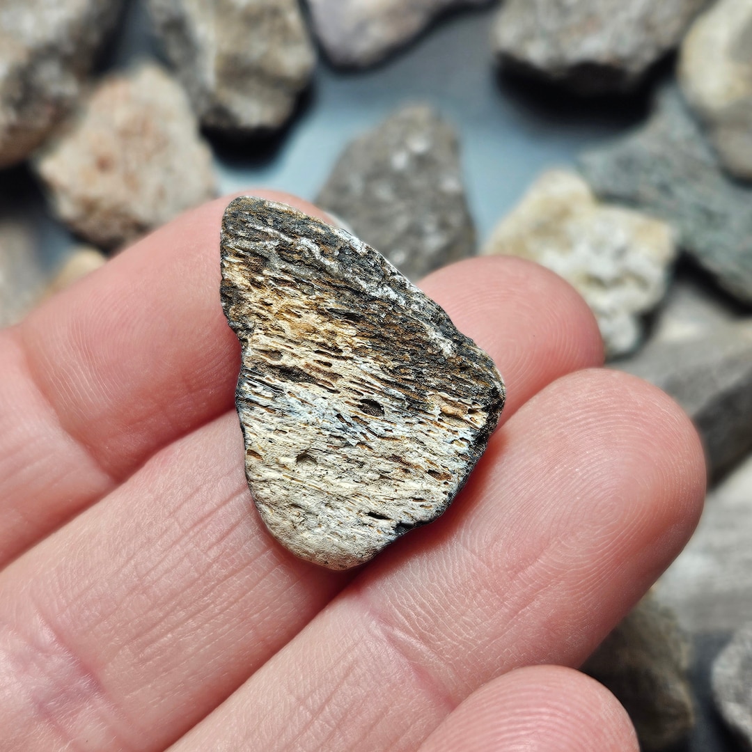 Raw Dinosaur Bone Fossil Specimen: Mottled Brown Dino Gift - Etsy