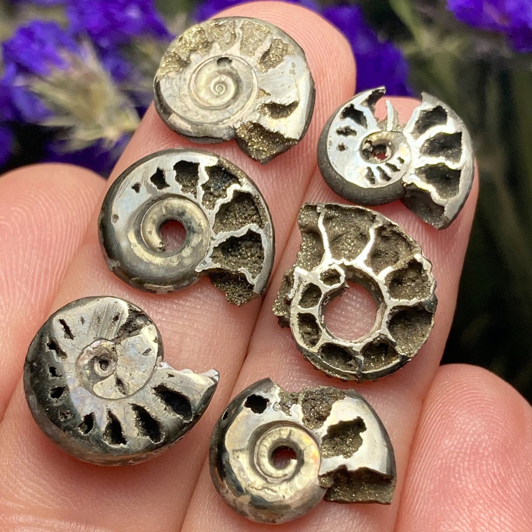 Pyrite Ammonite / Ammonite Fossil / Pyritized Ammonite / Pyrite / Fool ...