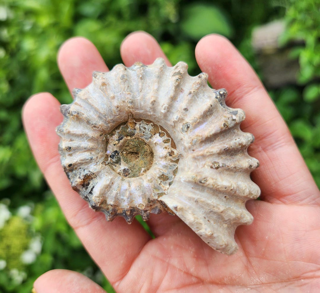 Ammonite Fossil - XL Fossilized Ammonite - Ammonite Fossil Large ...