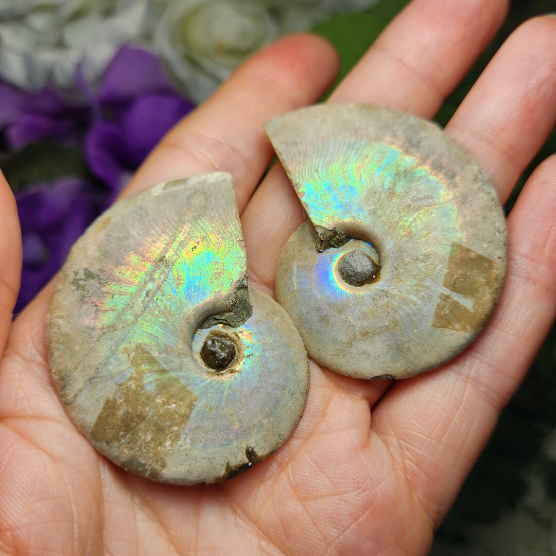 Opalized Ammonite Ammonite Fossil Opalized Ammonite Fossil Ammonite ...