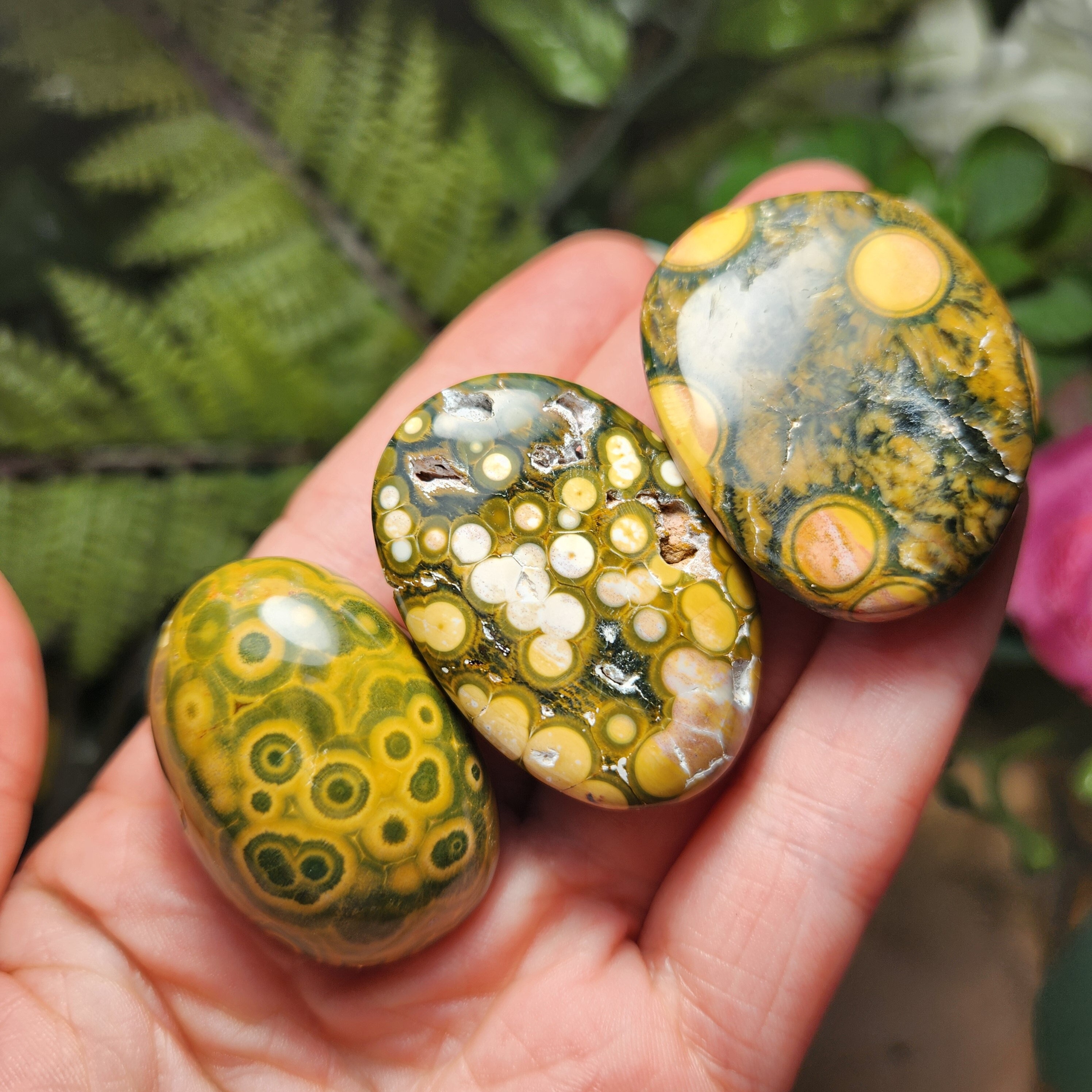 Amber Stone Sea Jasper (Orbicular) Mine Run Rough - Madagascar ...