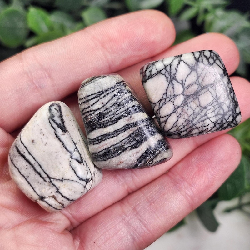 White Spider Specimen - Etsy