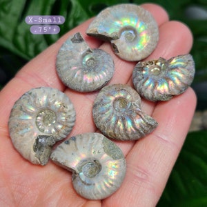 Opalized Ammonite / Fire Ammonite / Ammonite Specimen / Polished ...