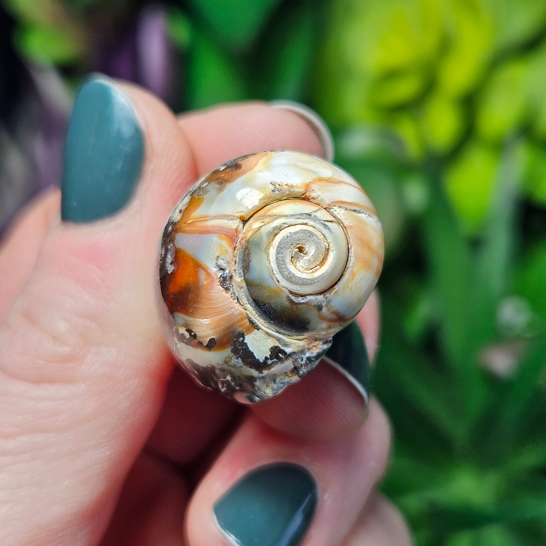 Agatized Spiralite Seashell: Fossilized Chalcedony Crystal Shell - Etsy