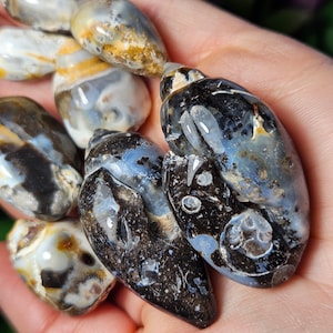 Spiralite Agatized Fossil Seashell: Chalcedony Crystal Shell - Etsy