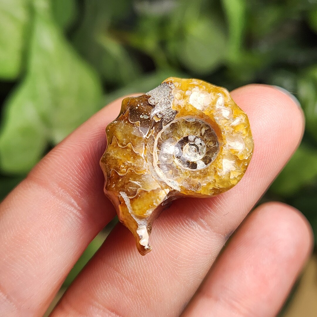 Ammonite Fossil - Ammonite Shell - Ammonite Swirls - Shell Fossil ...