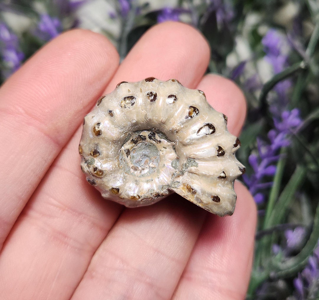 Ammonite Fossil - Fossilized Ammonite - Ammonite Fossil Large - Natural ...