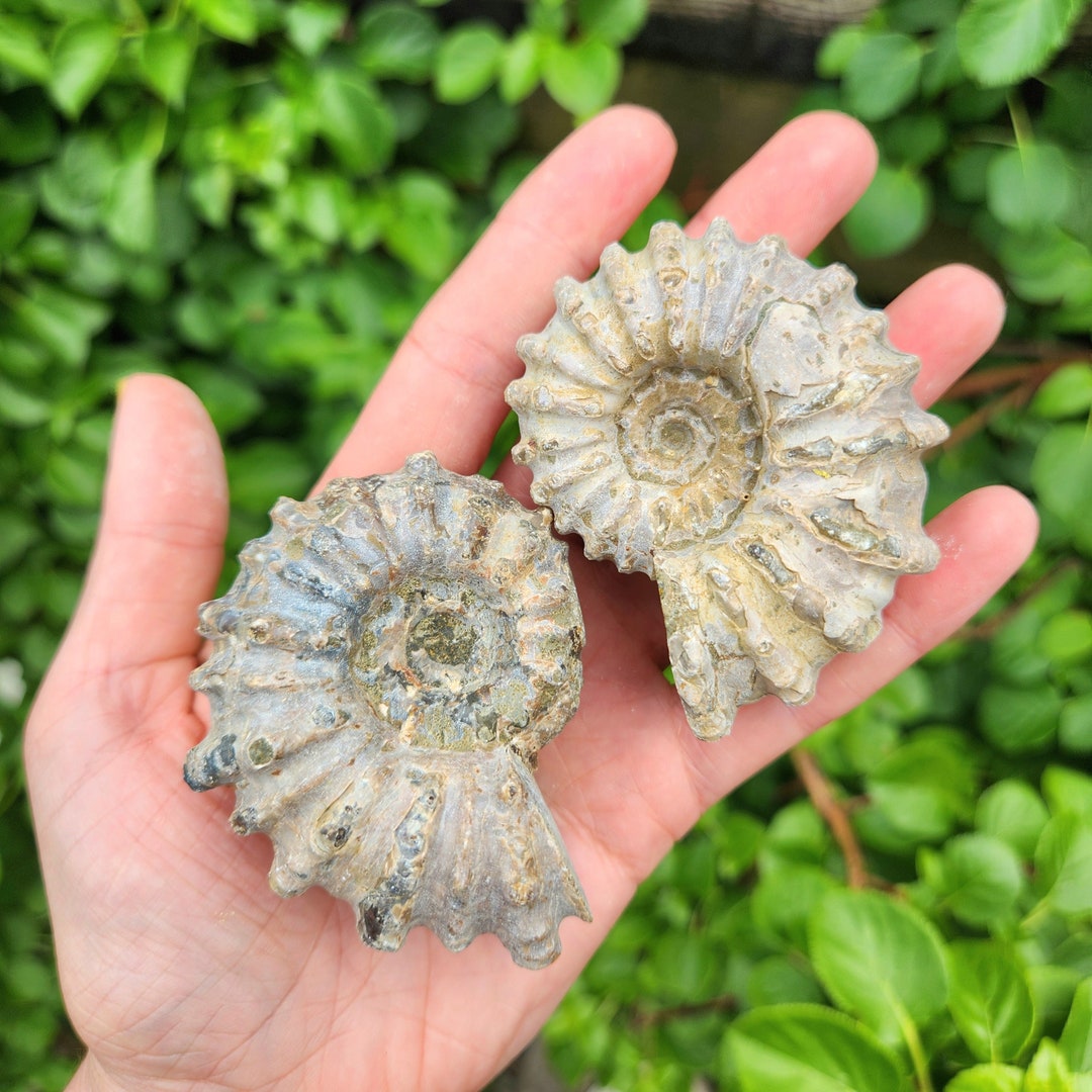 Ammonite Fossil / Fossilized Ammonite / Ammonite Fossil Large / Natural ...