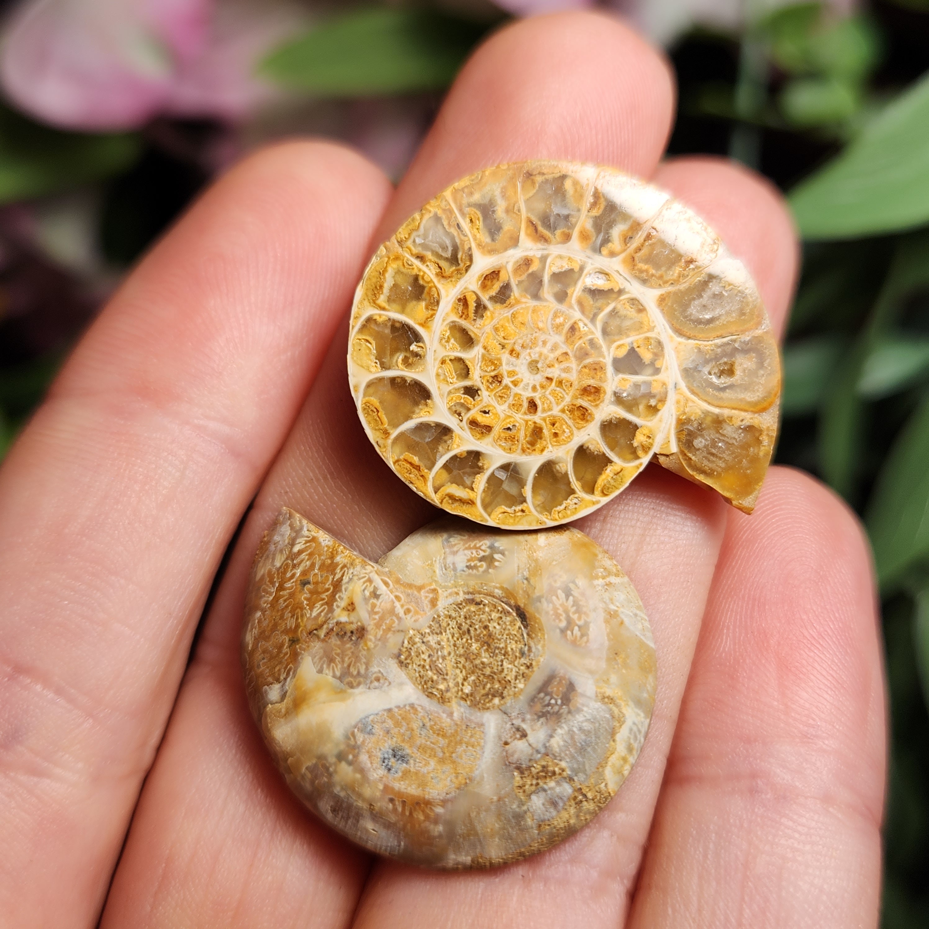 Golden Ammonite Fossil Slices: Moroccan Fossil Specimens (1.25") - Etsy