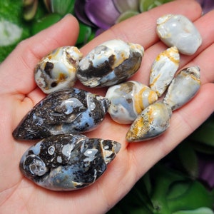 Spiralite Agatized Fossil Seashell: Chalcedony Crystal Shell - Etsy