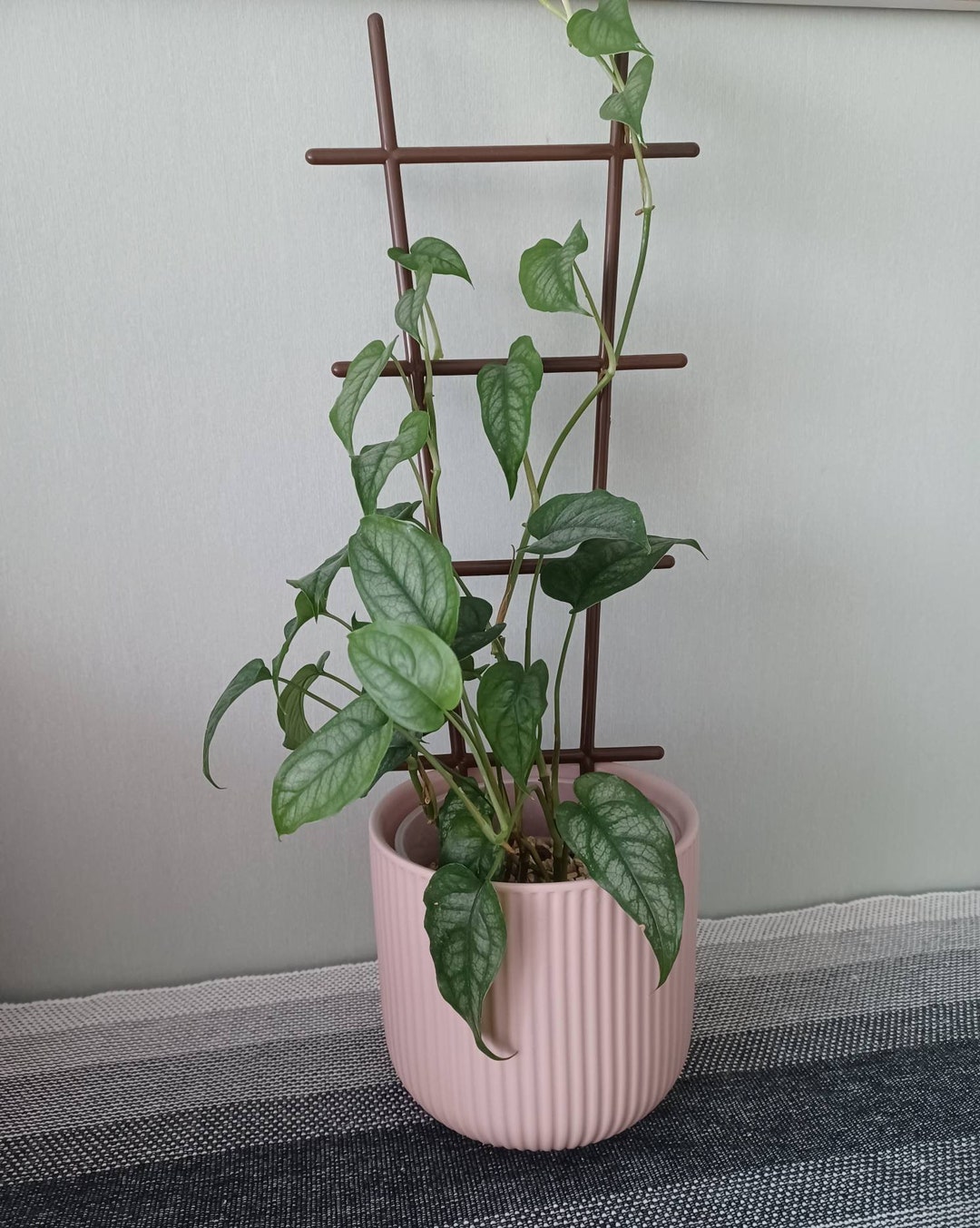 Houseplant Climbing Supports, Climbing Trellis, Climbing Plant Support ...